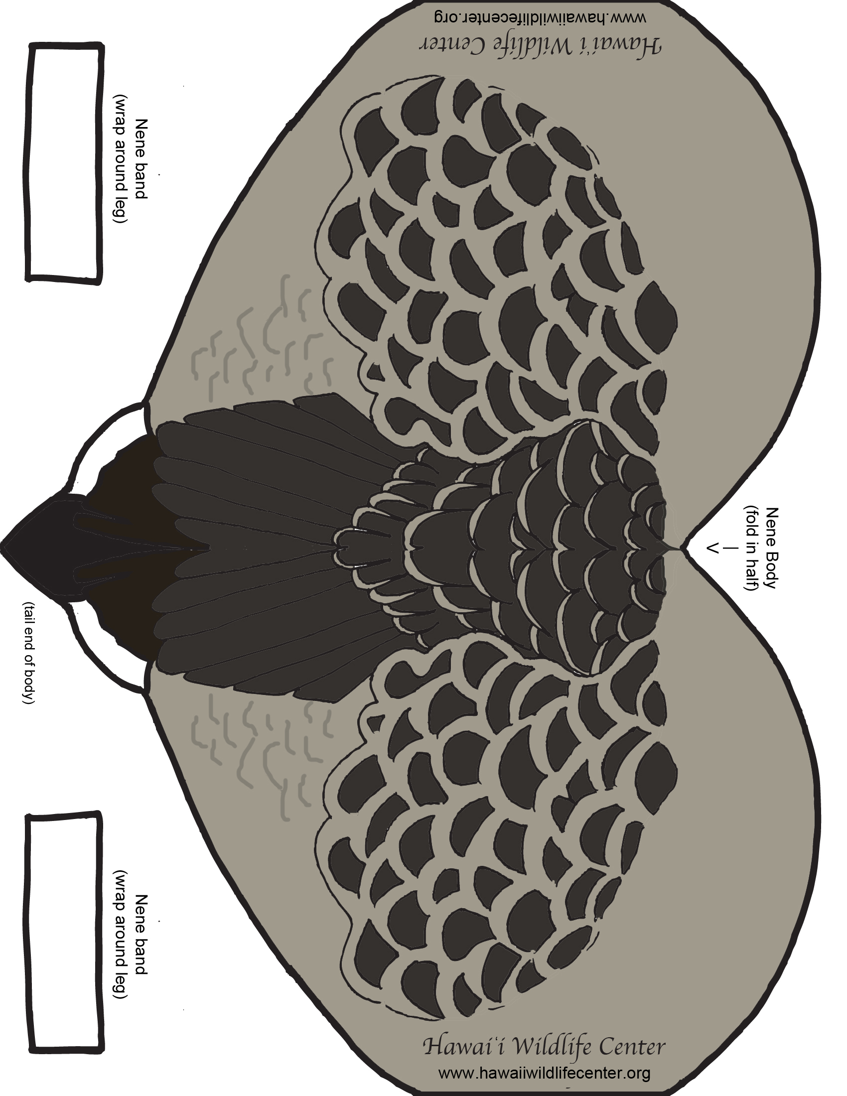 Activities - Hawai‘i Wildlife Center