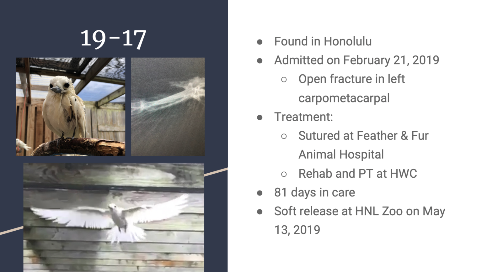 Manu o Ku Program - Hawai‘i Wildlife Center