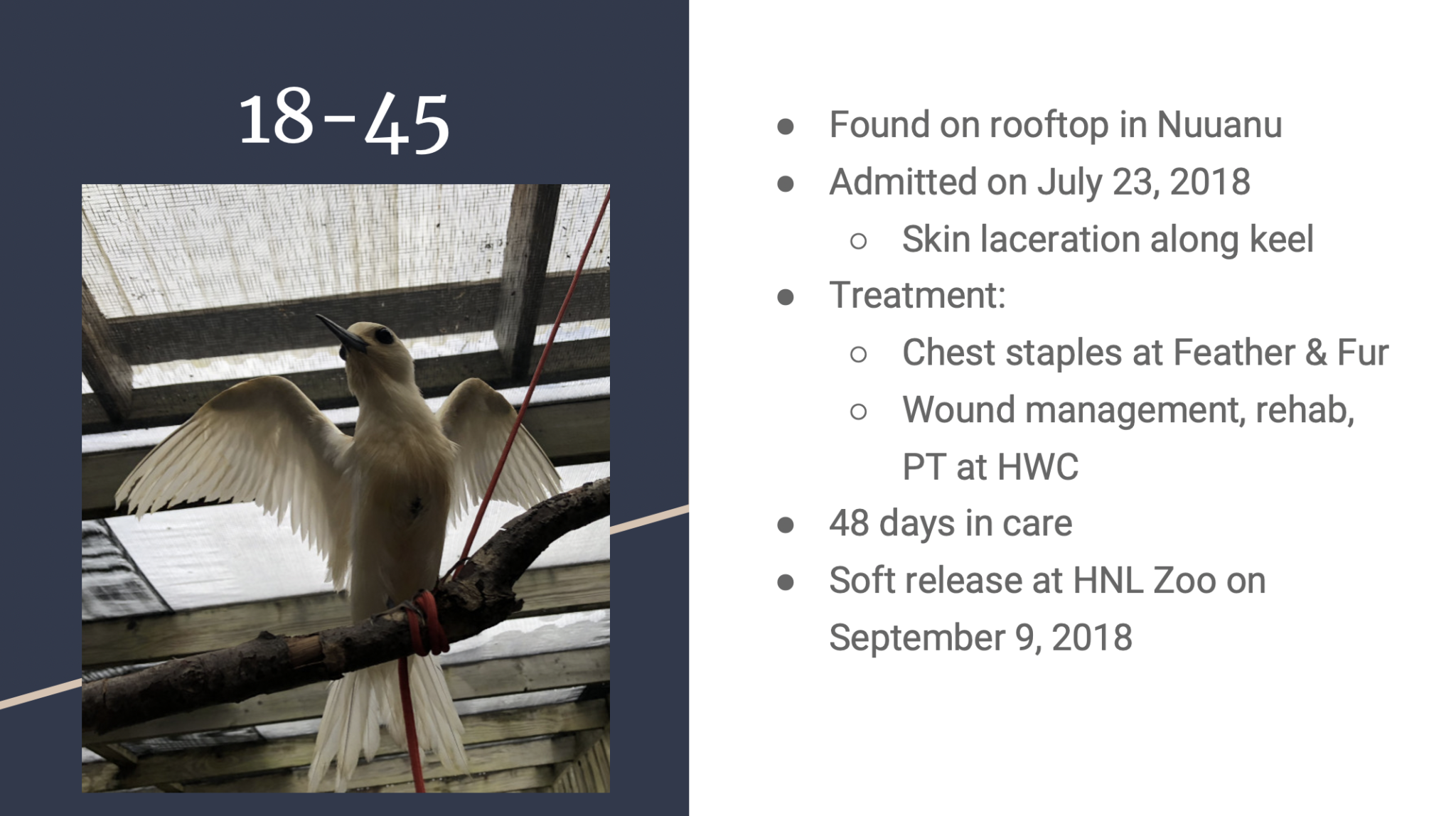 Manu o Ku Program - Hawai‘i Wildlife Center