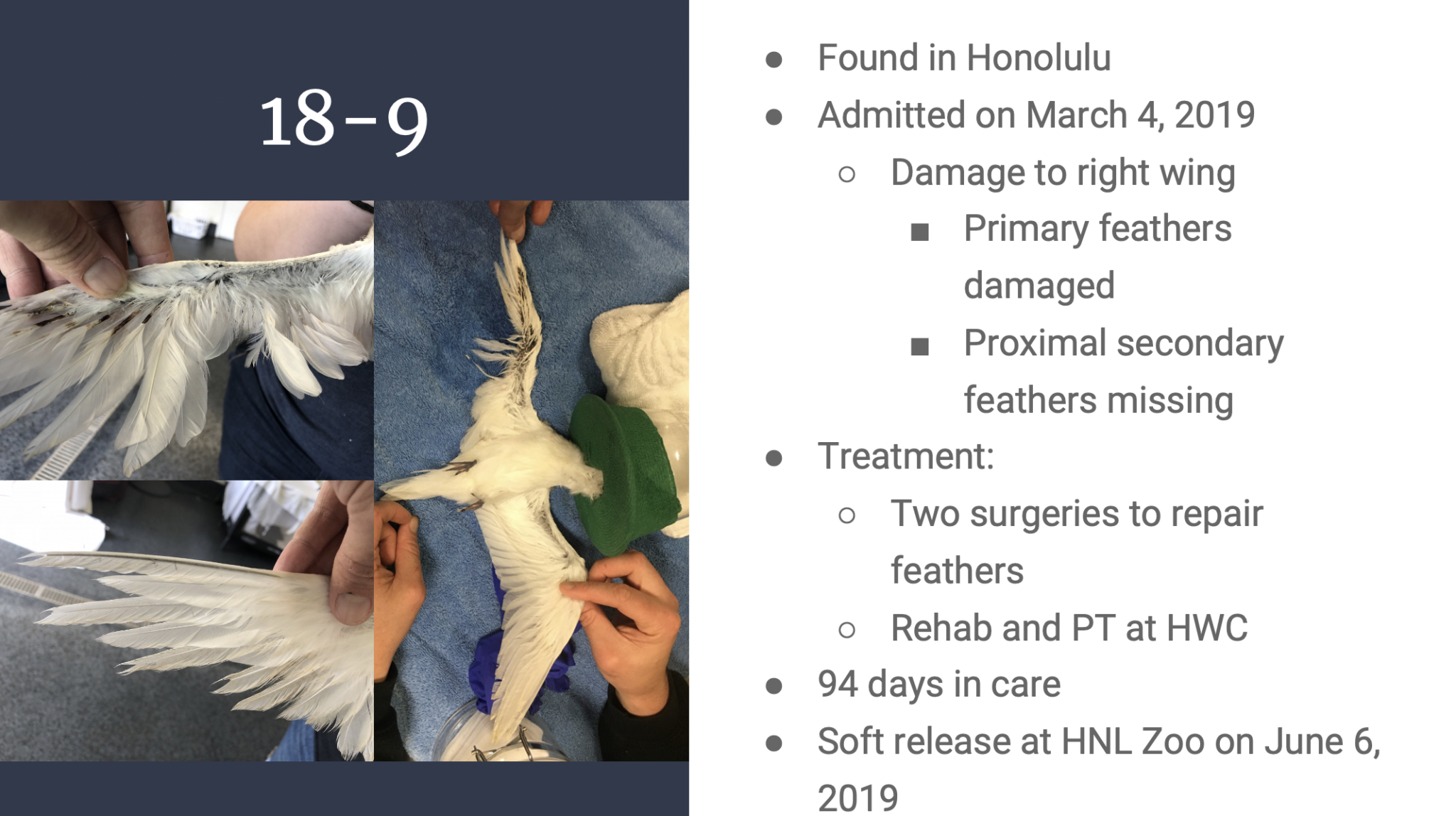 Manu o Ku Program - Hawai‘i Wildlife Center