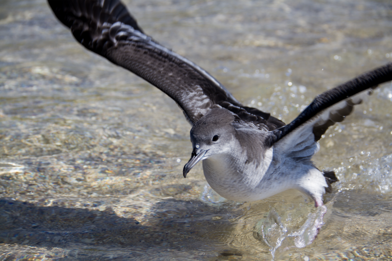 Oahu Seabird Aid Program - Hawai‘i Wildlife Center