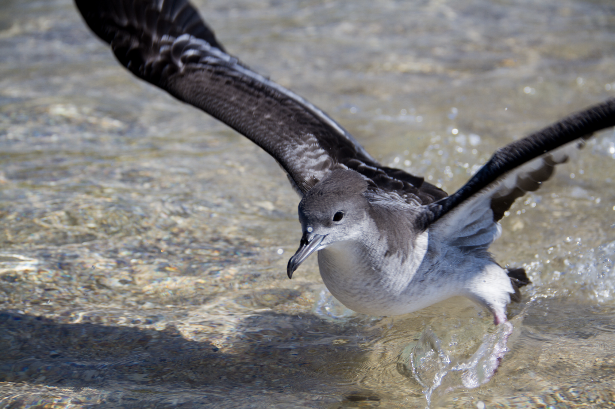 Oahu Seabird Aid Program - Hawai‘i Wildlife Center