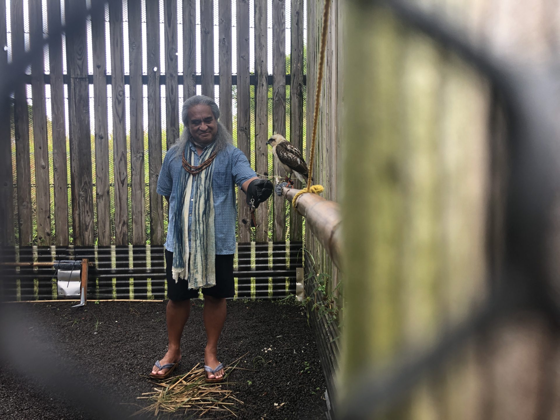 Ambassador Hawk Program - Hawai‘i Wildlife Center